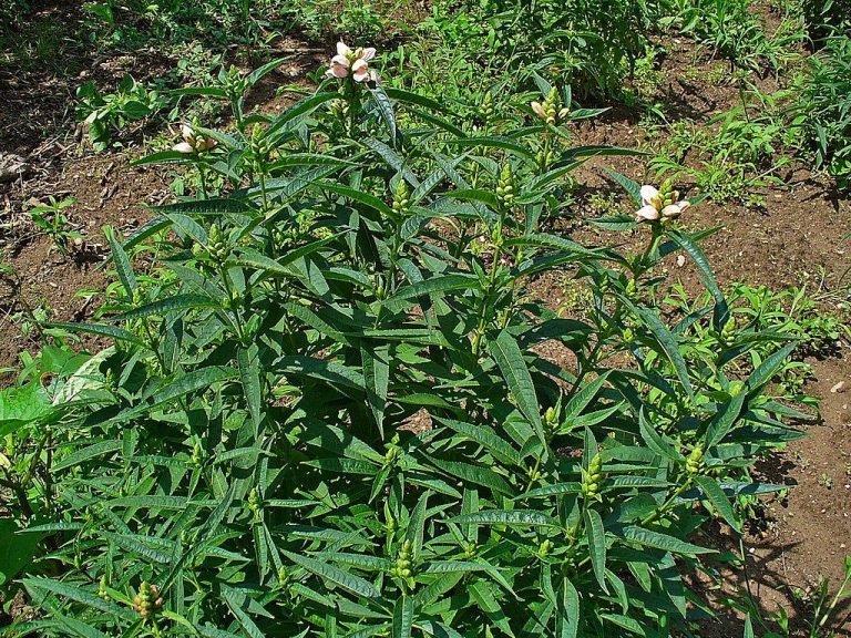 Balmony (Chelone glabra) - growing guides