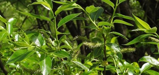 Common osier (Salix viminalis) - growing guides