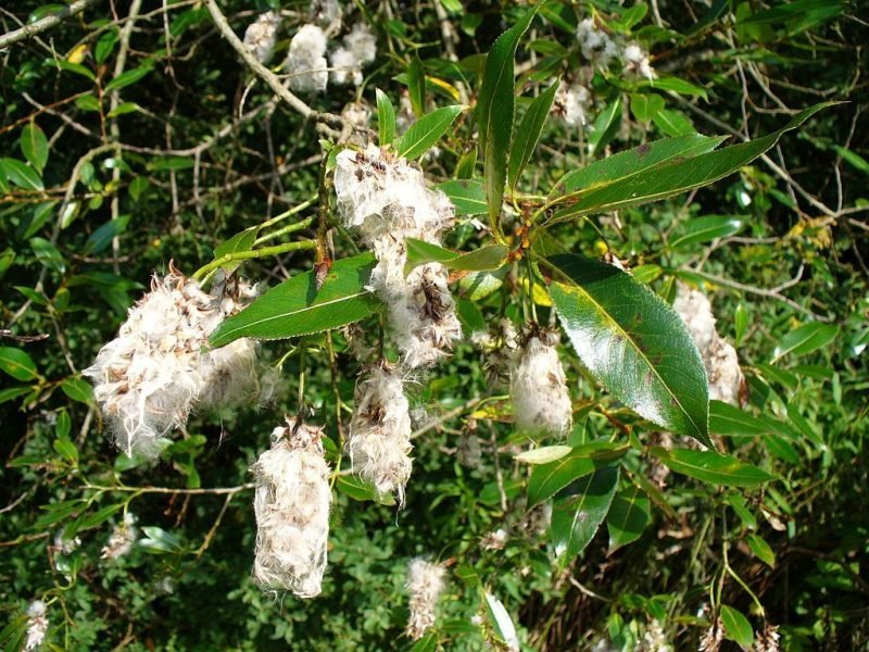 Bay willow (Salix pentandra) - growing guides