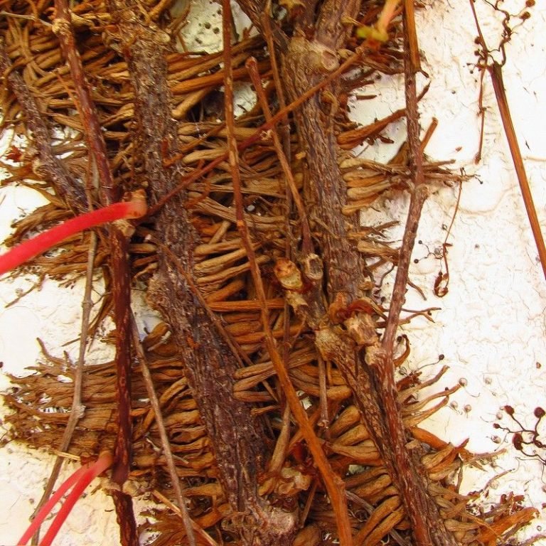 Boston ivy (Parthenocissus tricuspidata) - growing guides