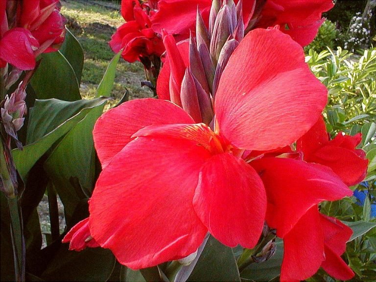 Canna 'President' - growing guides