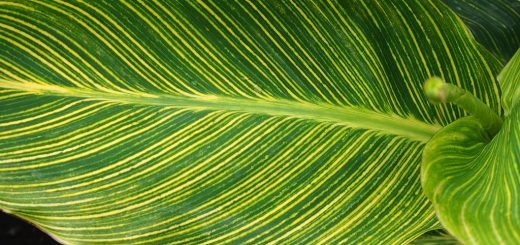Water canna 'Ra' (Canna 'Ra') - growing guides