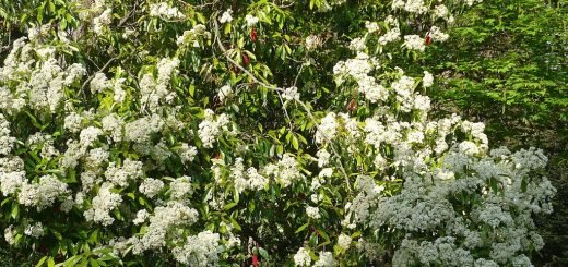 Photinia beauverdiana - growing guides