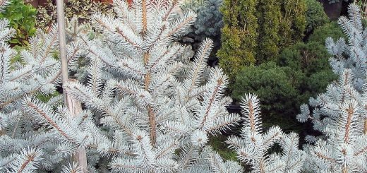 Colorado Spruce (Picea pungens) - Dear Plants