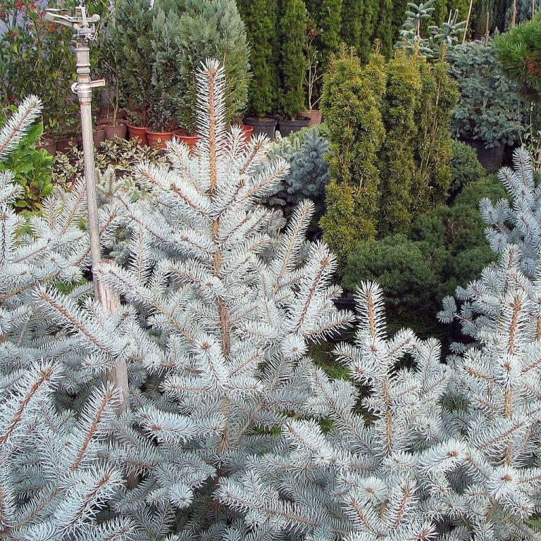 Colorado spruce 'Edith' (Picea pungens 'Edith') - growing guides