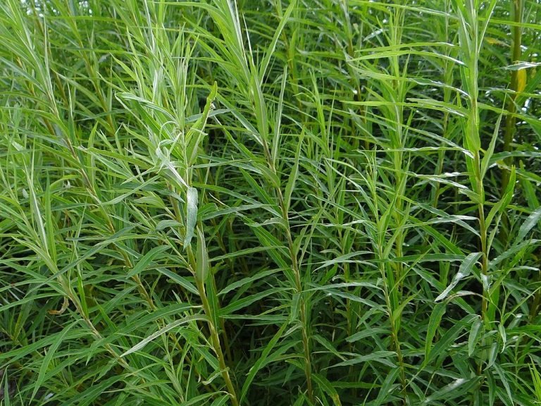 Common osier (Salix viminalis) - growing guides