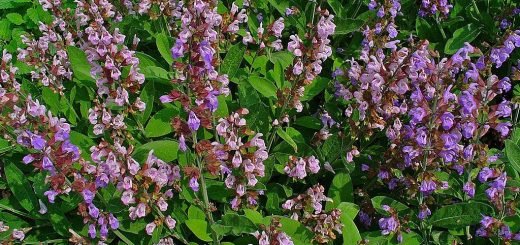 Purple sage (Salvia officinalis 'Purpurascens') - growing guides