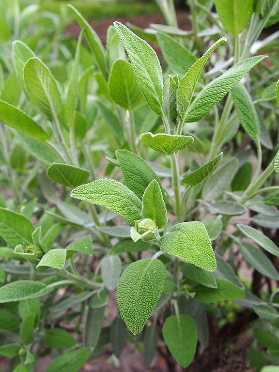 Common sage (Salvia officinalis) - growing guides