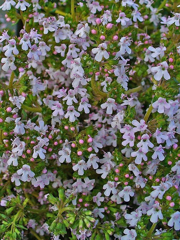 Common thyme (Thymus vulgaris) - growing guides
