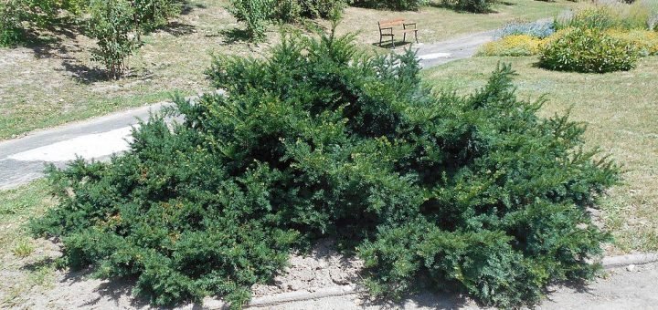 Taxus Genus - Dear Plants