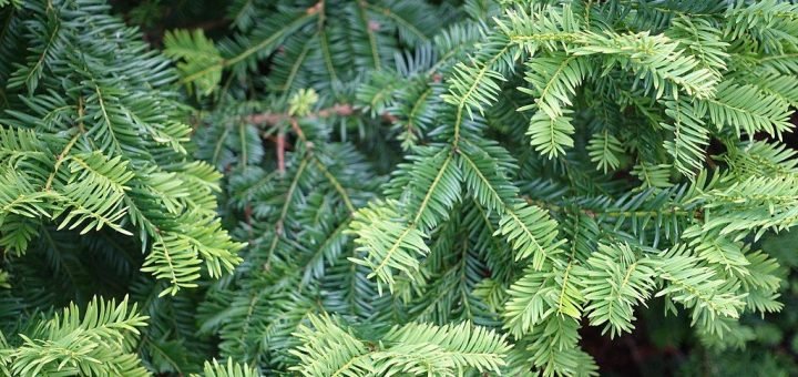 Taxus Genus - Dear Plants