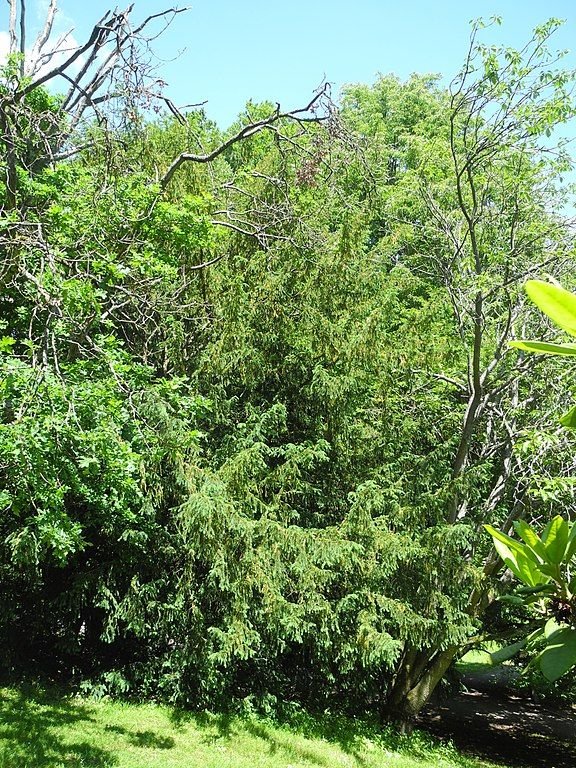 Cow's tail pine (Cephalotaxus harringtonia var. drupacea) - growing guides
