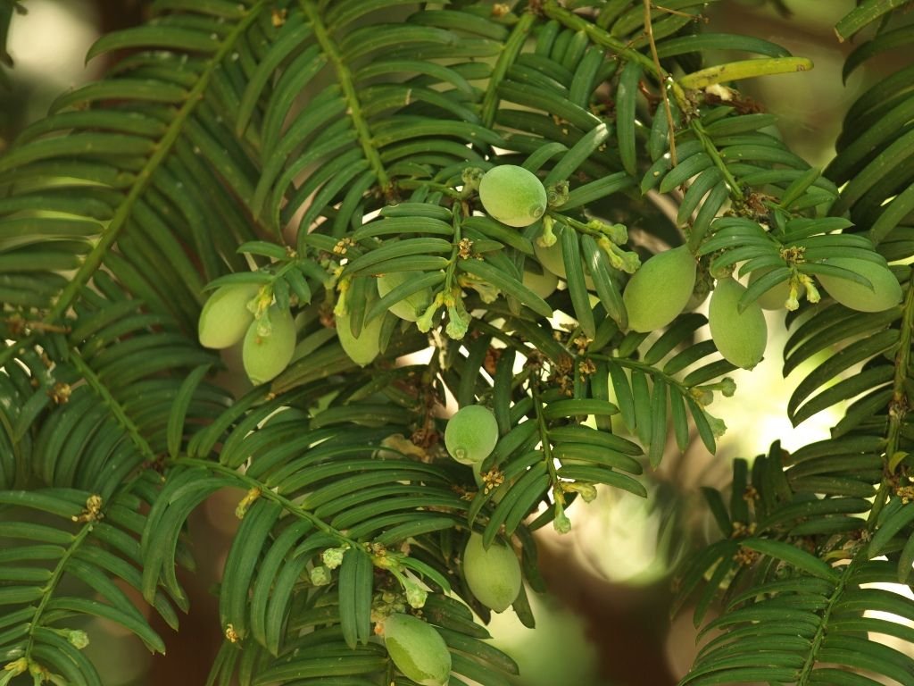 Cow's tail pine (Cephalotaxus harringtonia var. drupacea) - growing guides