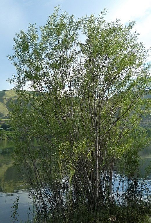 Coyote willow (Salix exigua) - growing guides