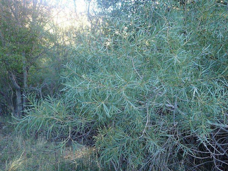 Coyote willow (Salix exigua) - growing guides