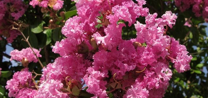 Lagerstroemia Genus - Dear Plants