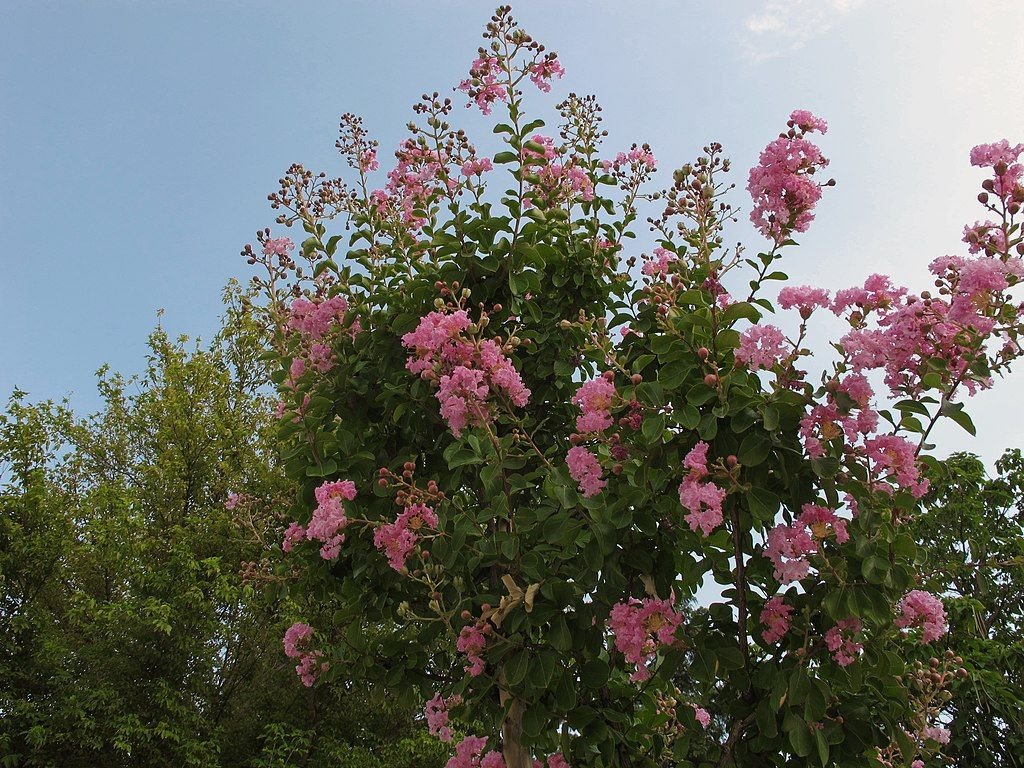Crape myrtle (Lagerstroemia indica) - growing guides