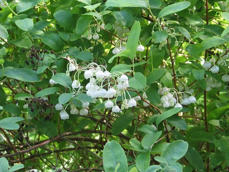 Dusty zenobia (Zenobia pulverulenta) - growing guides