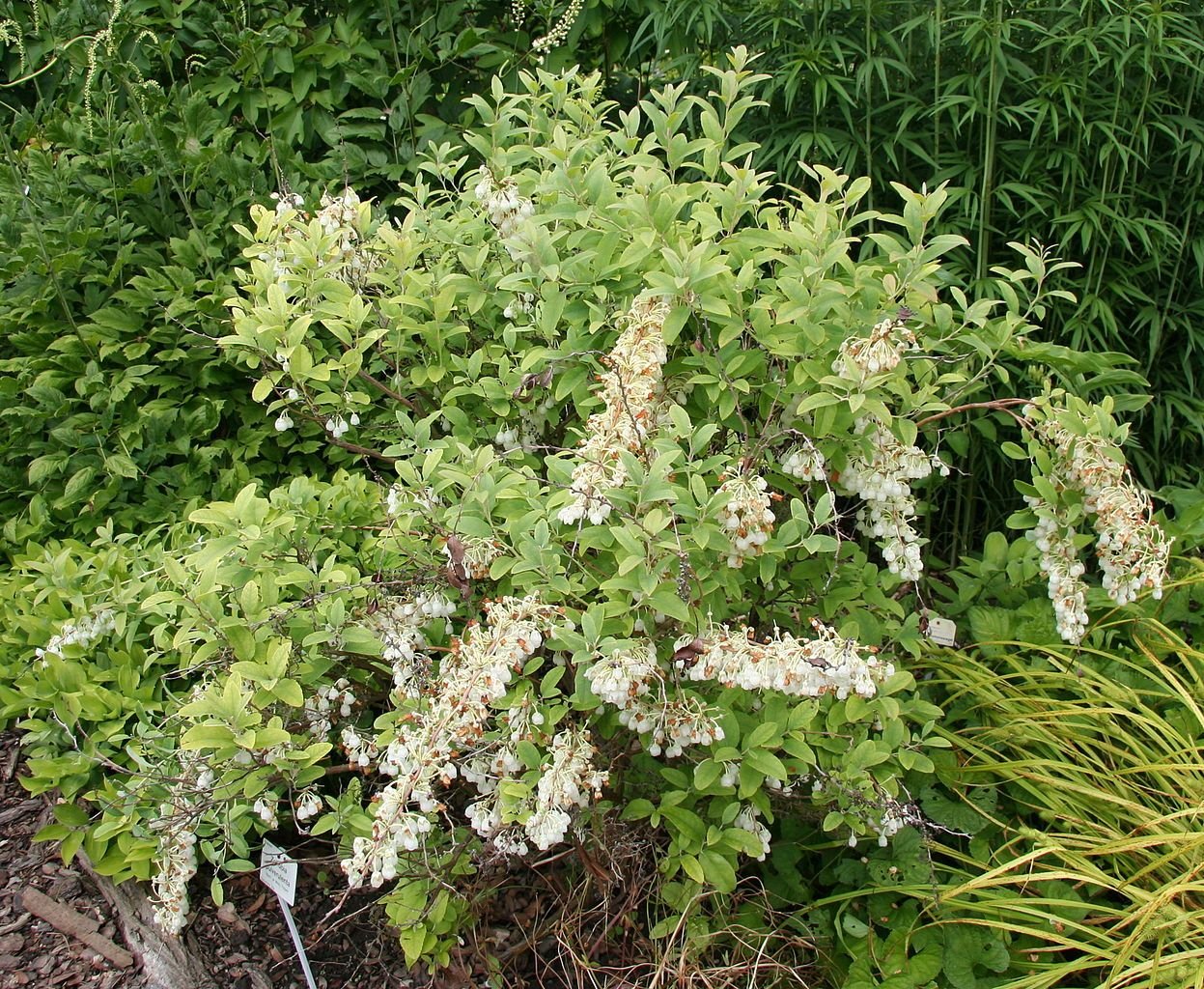 Dusty zenobia (Zenobia pulverulenta) - growing guides