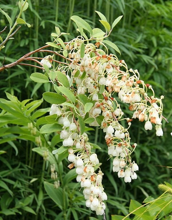 Dusty zenobia (Zenobia pulverulenta) - growing guides