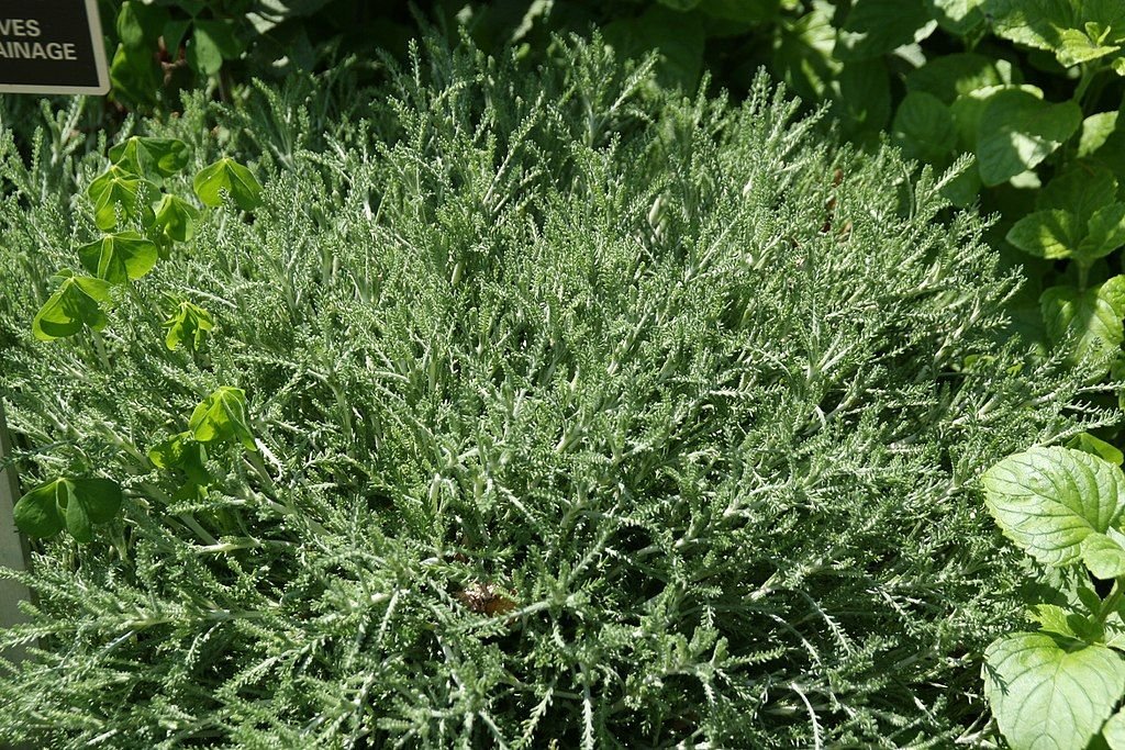 Dwarf lavender cotton (Santolina chamaecyparissus 'Nana') - growing guides