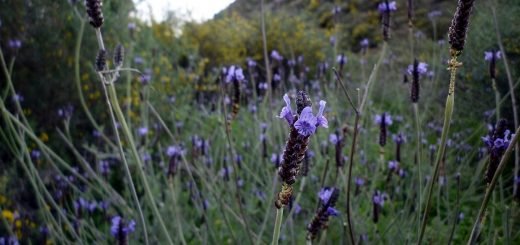 Woolly lavender (Lavandula lanata) - growing guides
