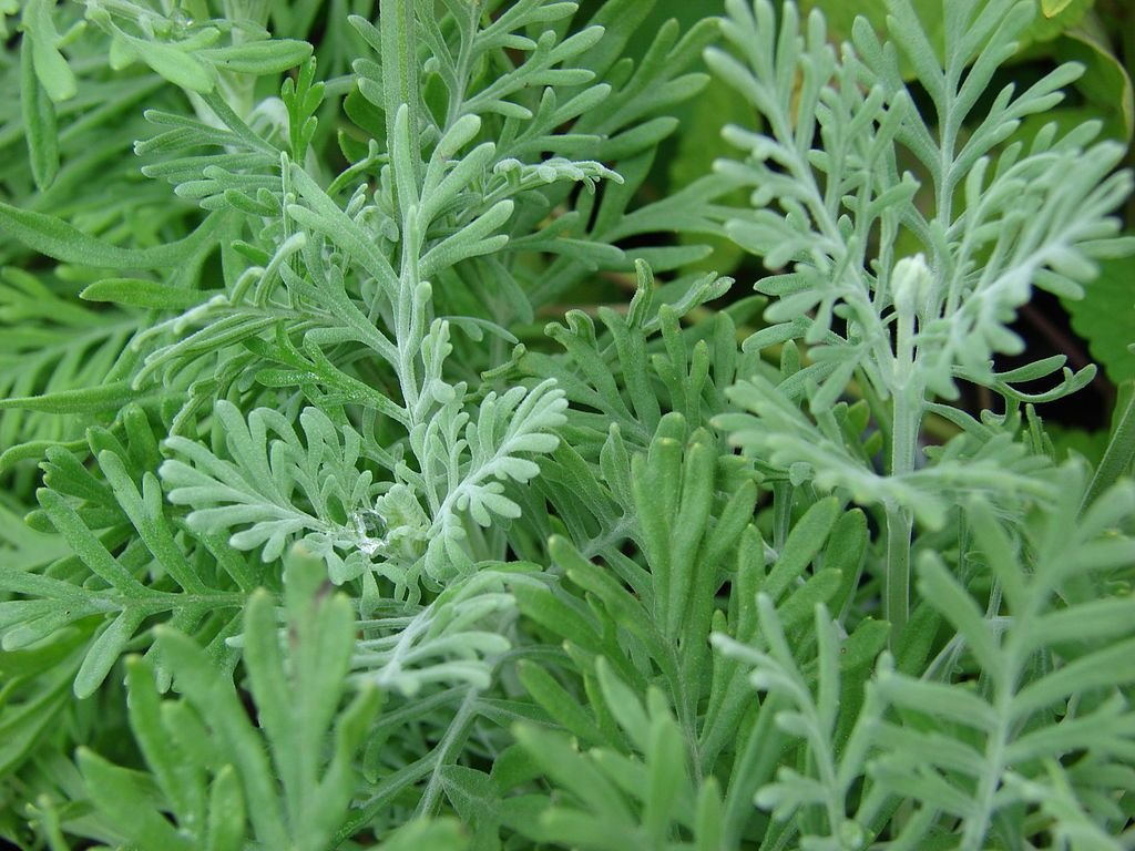 Egyptian lavender (Lavandula multifida) - growing guides
