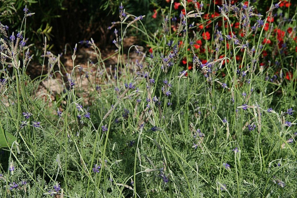 Egyptian lavender (Lavandula multifida) - growing guides
