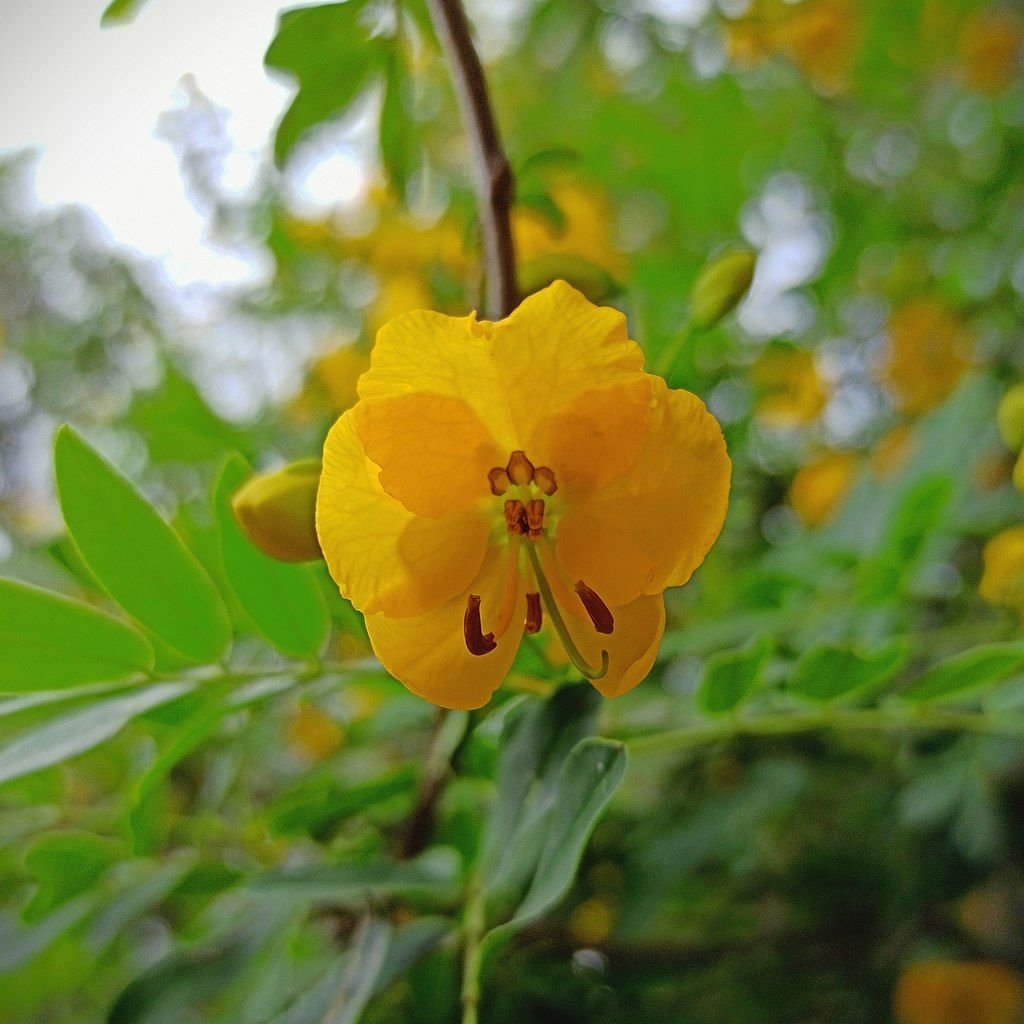 Flowery senna (Senna corymbosa) - growing guides