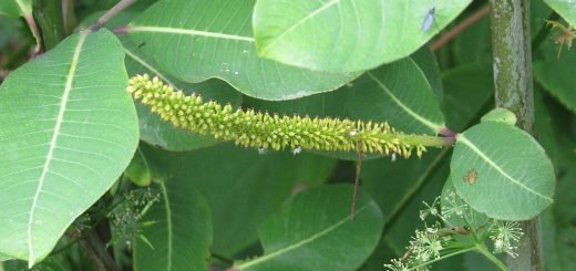 Farges willow (Salix fargesii) - growing guides