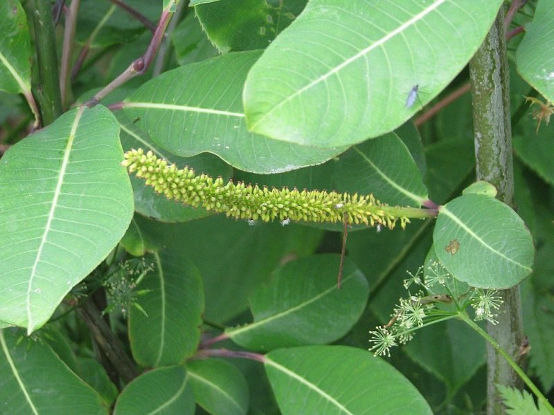 Foot-catkin willow (Salix magnifica) - growing guides