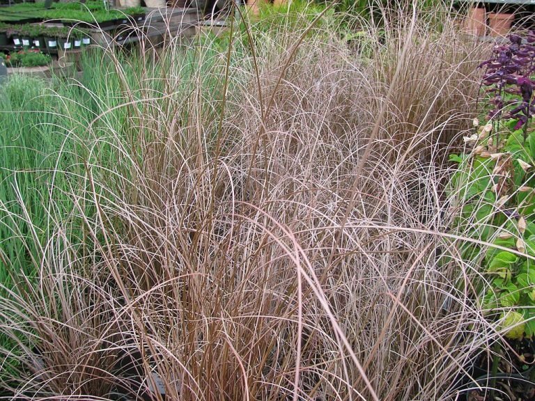 Fox red curly sedge (Carex buchananii 'Red Rooster') - growing guides
