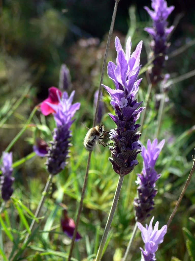 French lavender (Lavandula dentata) - growing guides