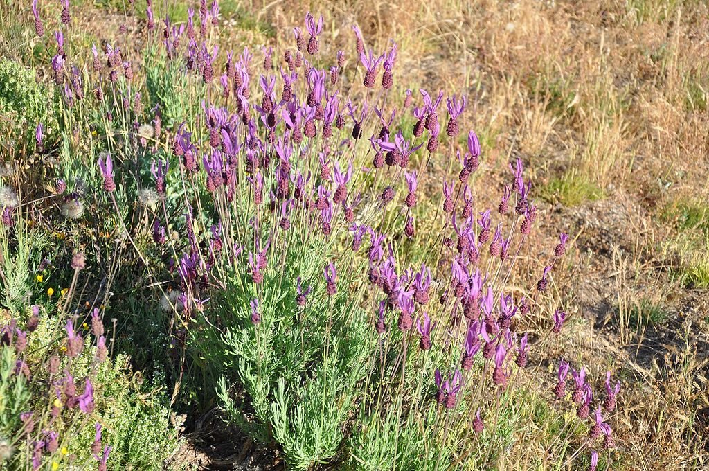 French lavender (Lavandula pedunculata subsp. pedunculata) - growing guides