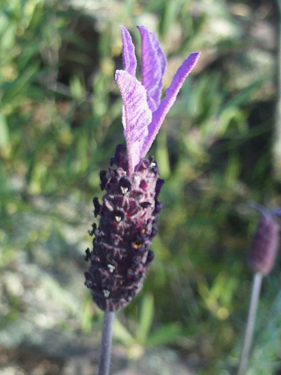 French lavender (Lavandula pedunculata subsp. pedunculata) - growing guides