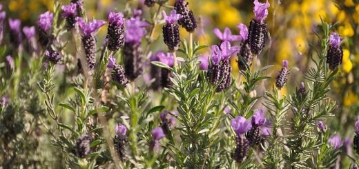 Egyptian lavender (Lavandula multifida) - growing guides