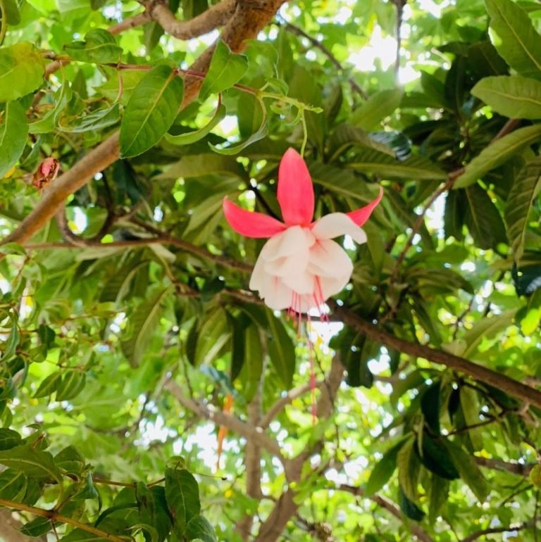 Fuchsia 'Annabel' - growing guides