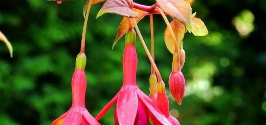 Fuchsia 'Sir Matt Busby' - growing guides