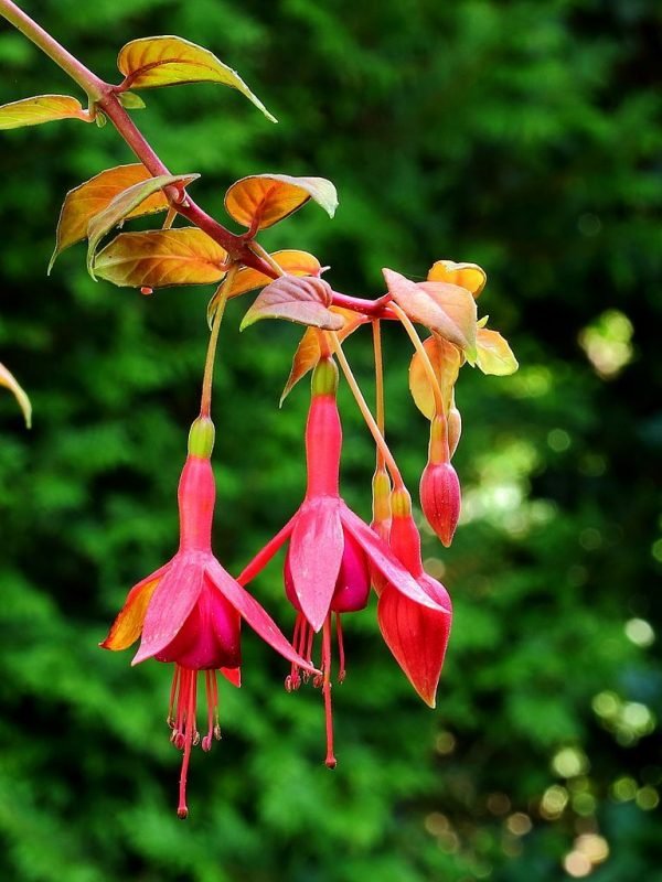 Fuchsia 'Autumnale' - growing guides