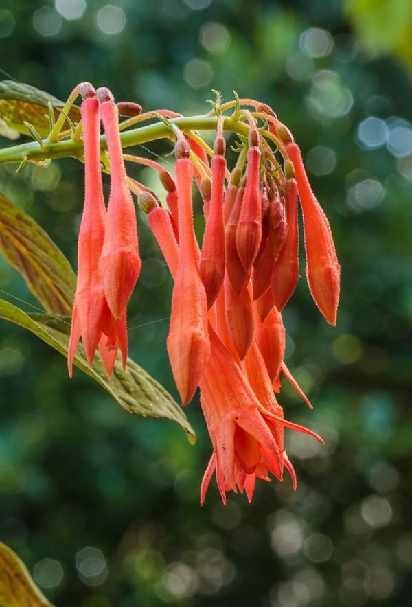 Fuchsia 'Coralle' - growing guides