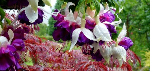 Fuchsia 'Brutus' - growing guides