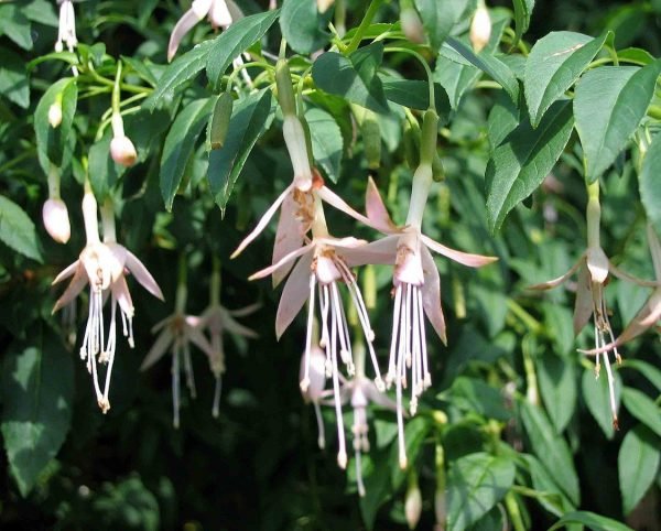 Fuchsia 'Hawkshead' - growing guides
