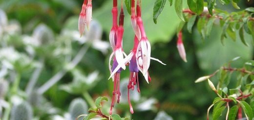 Fuchsia 'Lady Boothby' - growing guides