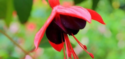 Fuchsia 'Lady Bacon' (Fuchsia magellanica 'Lady Bacon') - growing guides