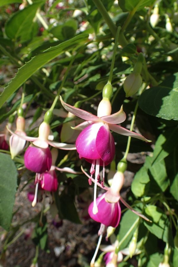 Fuchsia 'Rose of Castile Improved' - growing guides
