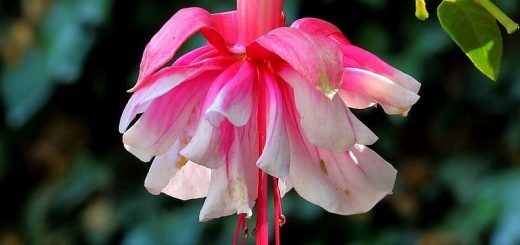 Fuchsia 'Autumnale' - growing guides