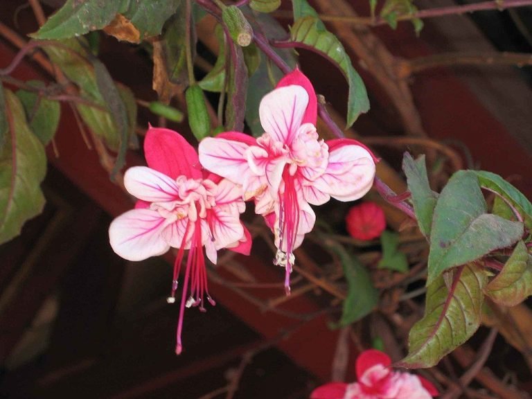 Fuchsia 'Swingtime' - growing guides
