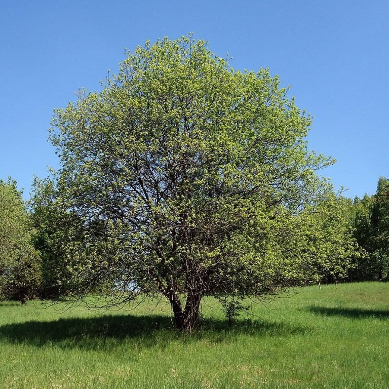 Goat willow (Salix caprea) - growing guides