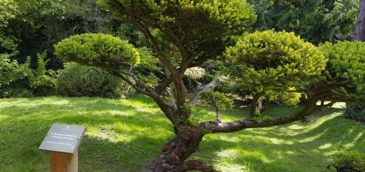 Taxus Genus - Dear Plants