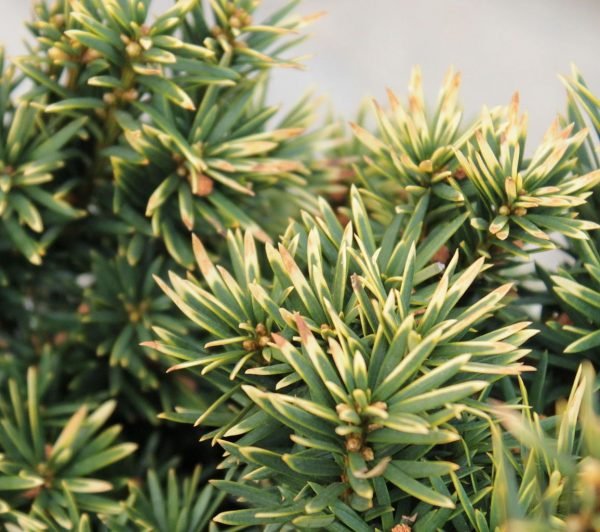 Golden Irish yew (Taxus baccata 'Fastigiata Aureomarginata') - growing ...